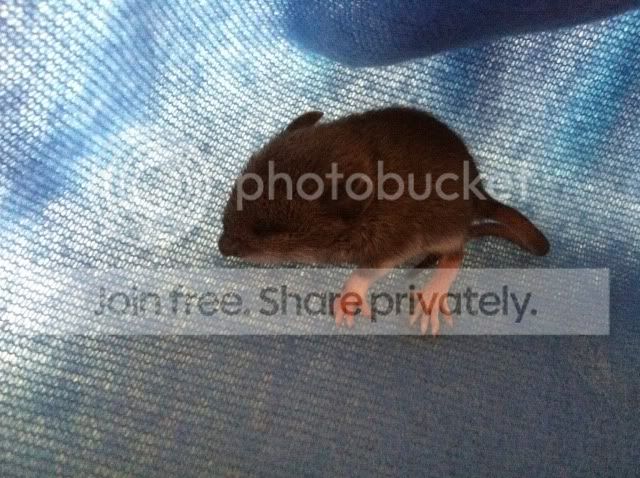 Baby Mouse ran over by lawn mower, still alive, Help! | The Rat Shack ...