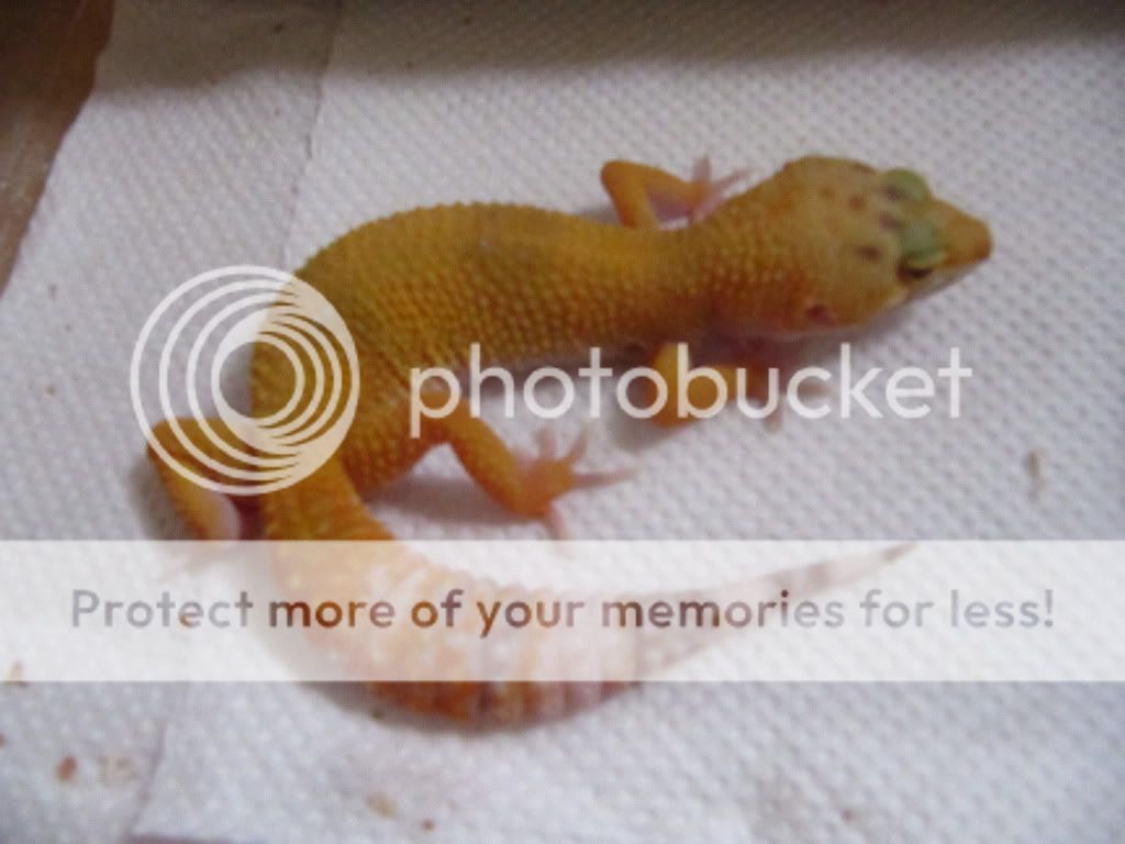 Glowing geckos august 2010 | Reptile Forums