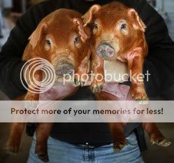 GMO plants and cloned animals — the corporate future of farming in ...